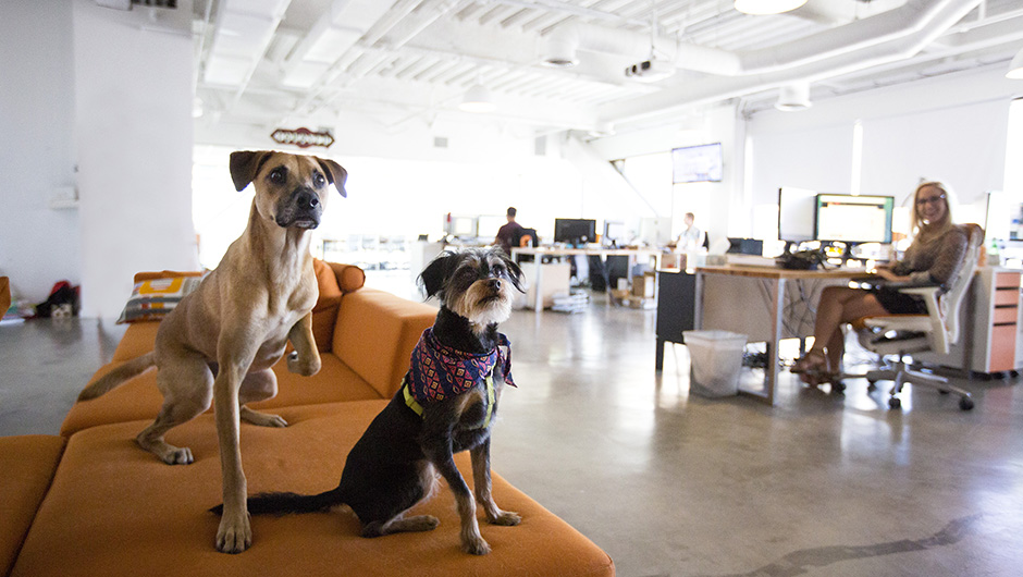 Dogs in the Office Increase Productivity and Lower Stress | Dogtown Media